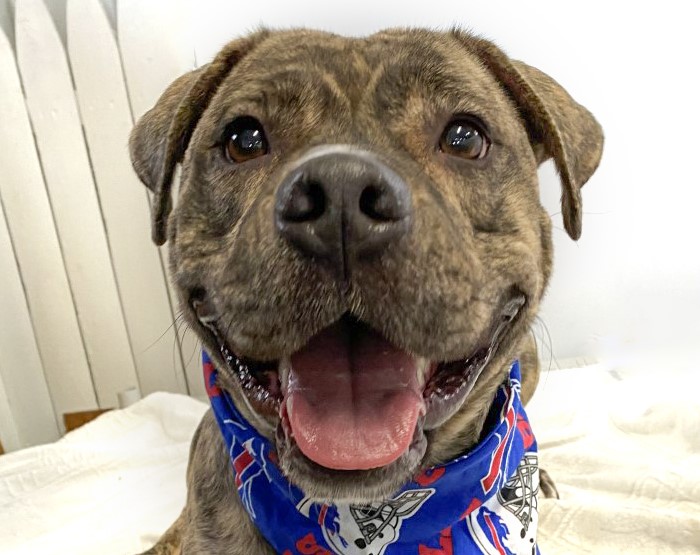 Wanda Is The NCCR Dog Of The Week | News, Sports, Jobs - Post Journal